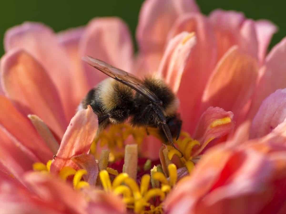 Biobee – Schaffelhuber Communications